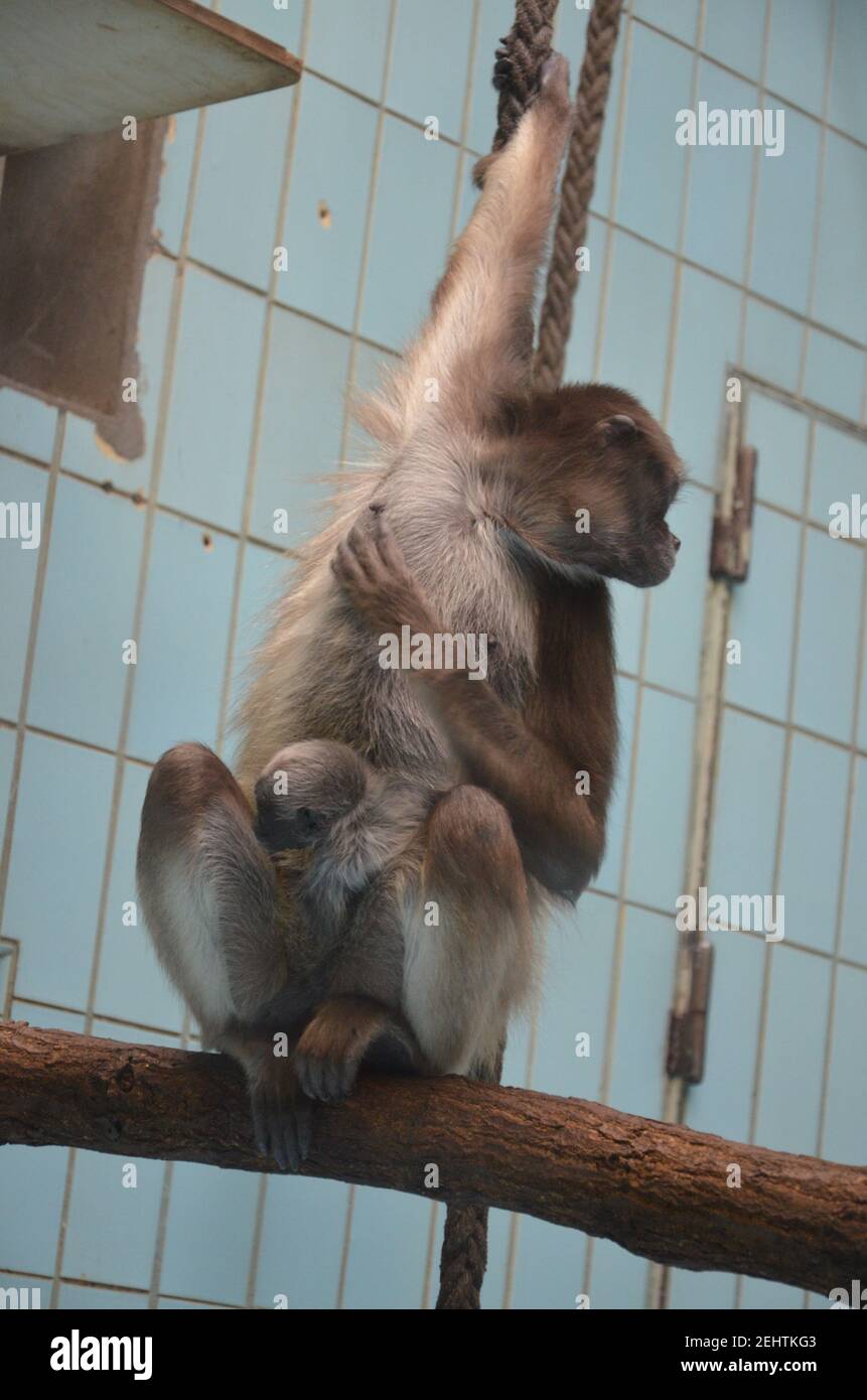 Female Howler Monkey, zoo of Frankfurt Stock Photo - Alamy