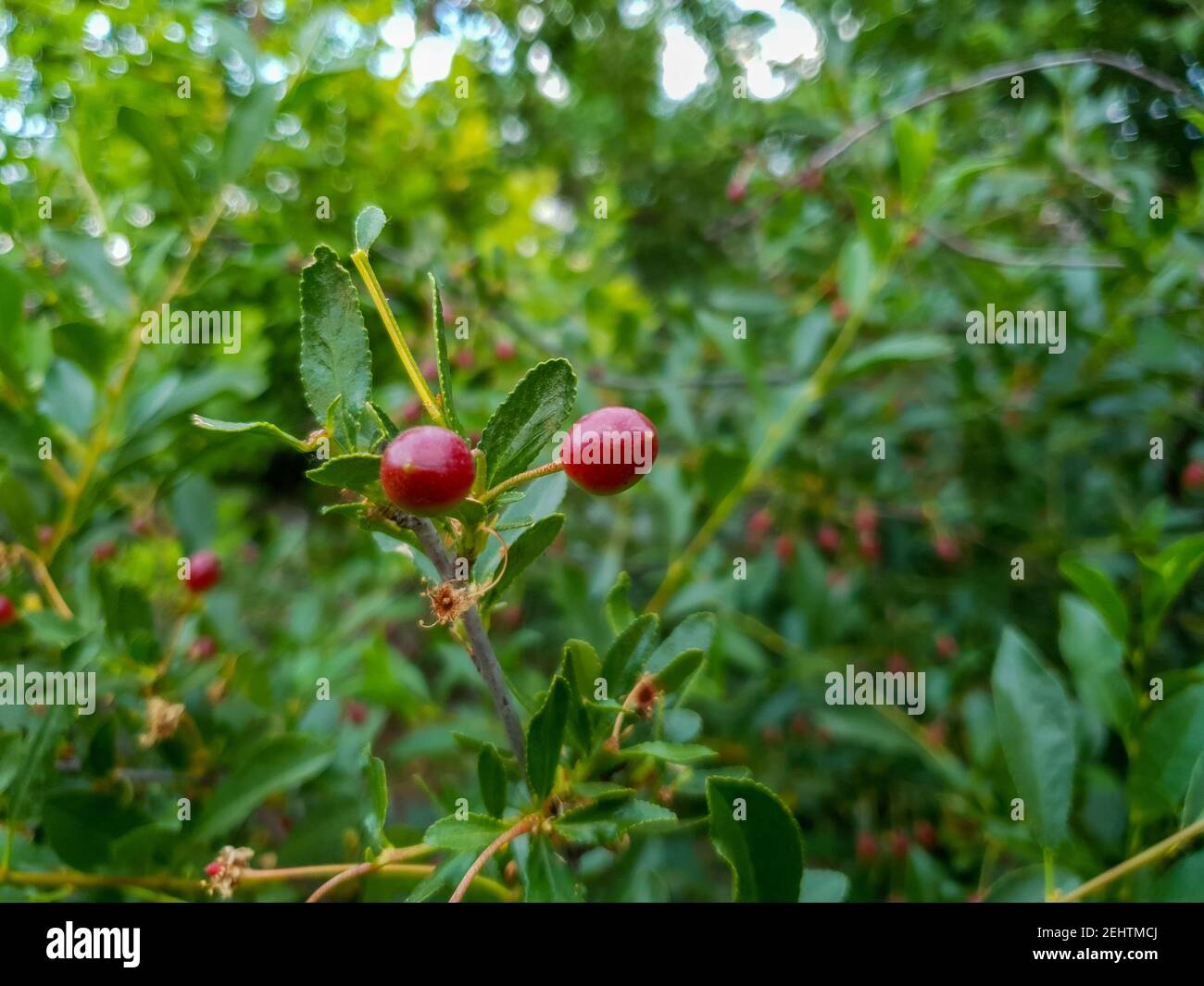 A close up of a fruit tree Stock Photo - Alamy