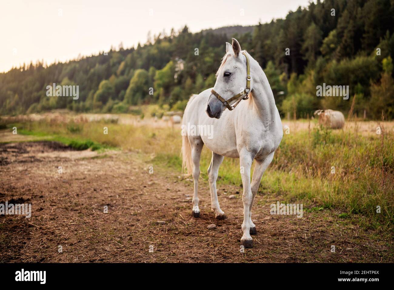 White arabian horse standing on farm ground, blurred meadow and forest ...