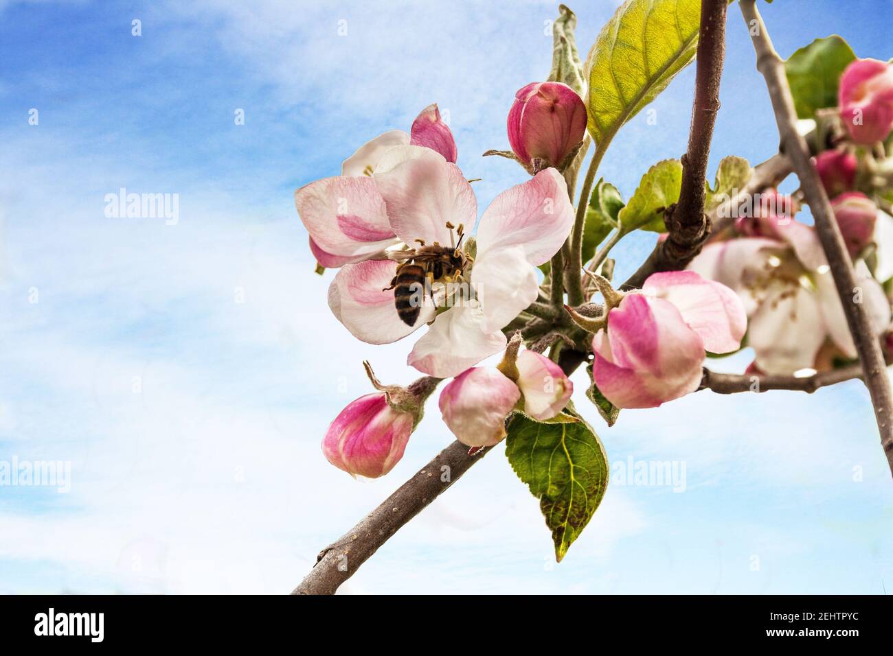 opened flower and buds of Apple tree flowers, with insect, bee Stock ...