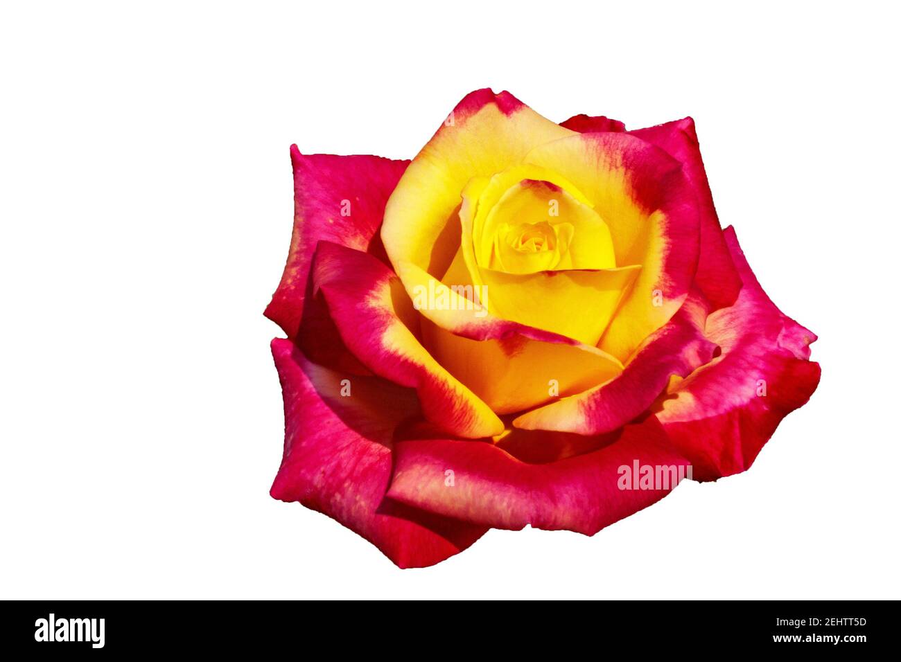 Rose beautiful unusual flower pleasing to the eye a pleasant ...