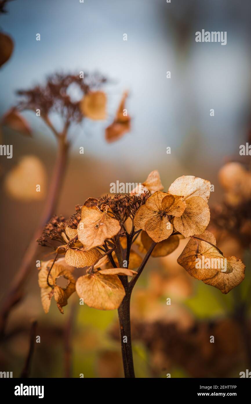 Brown boho flower hi-res stock photography and images - Alamy