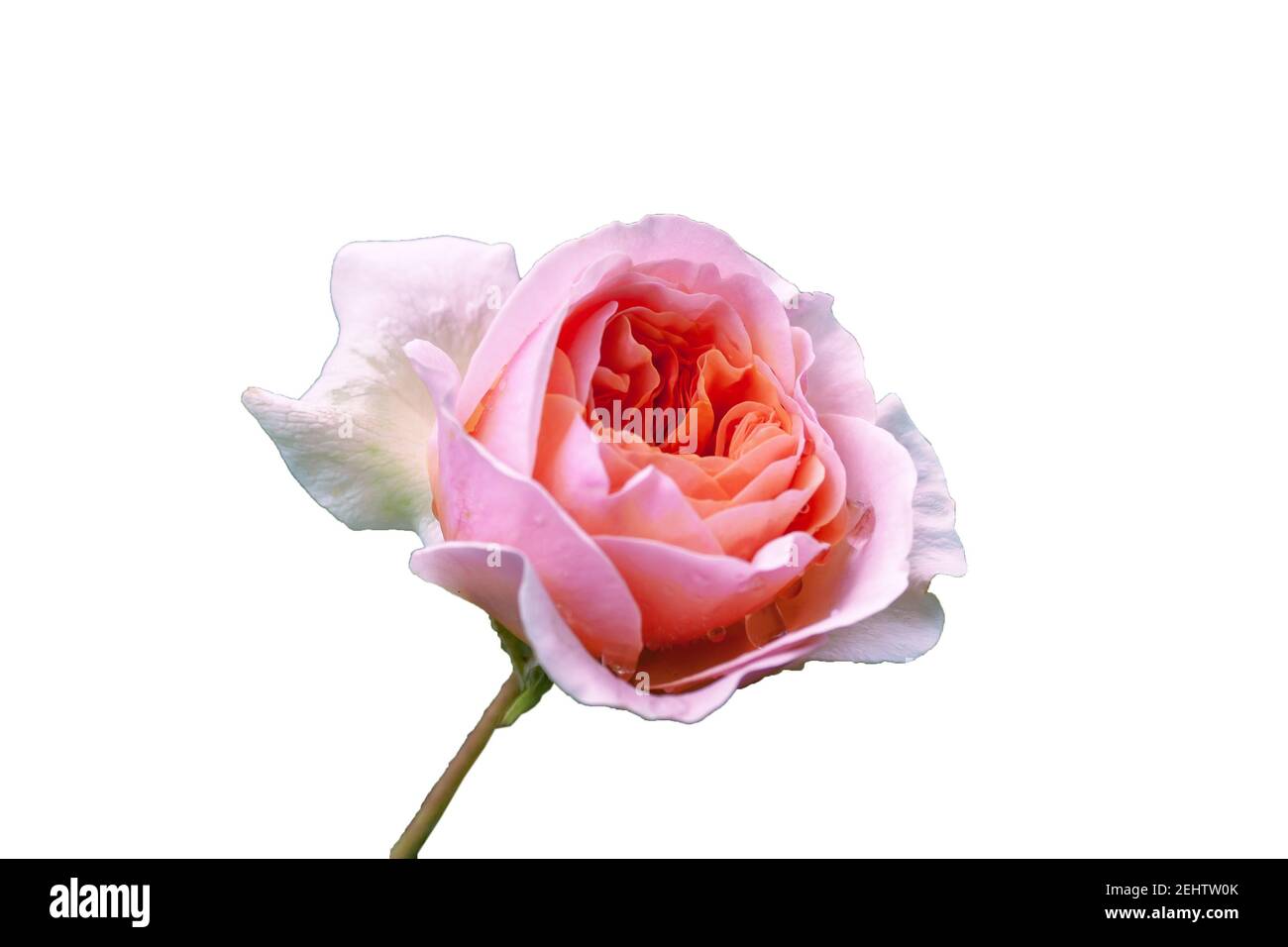 Rose beautiful unusual flower pleasing to the eye a pleasant ...