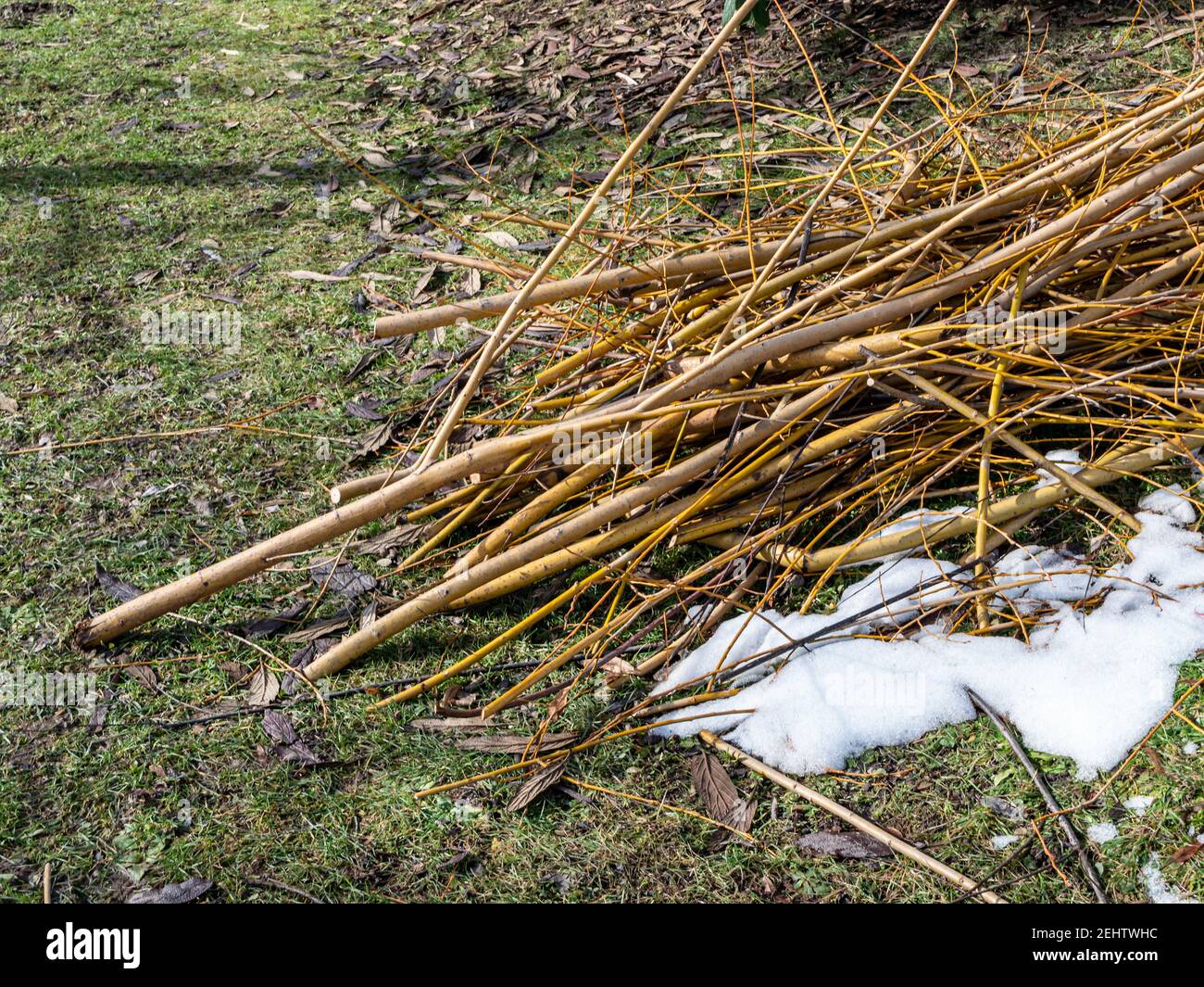 After winter pruning hi-res stock photography and images - Alamy