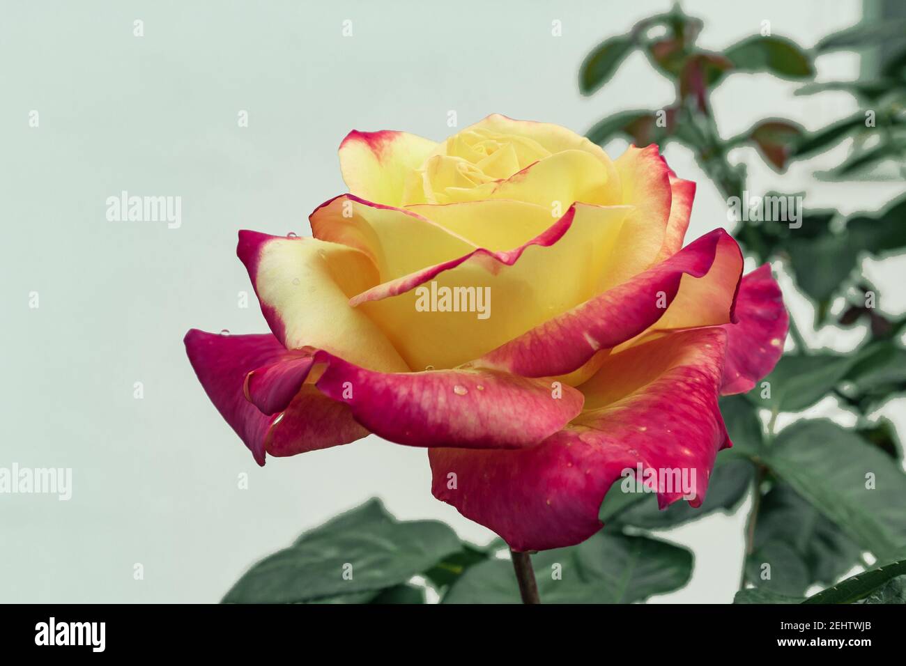 Fully open, two-tone with many shades lovely rose plant flower Stock ...
