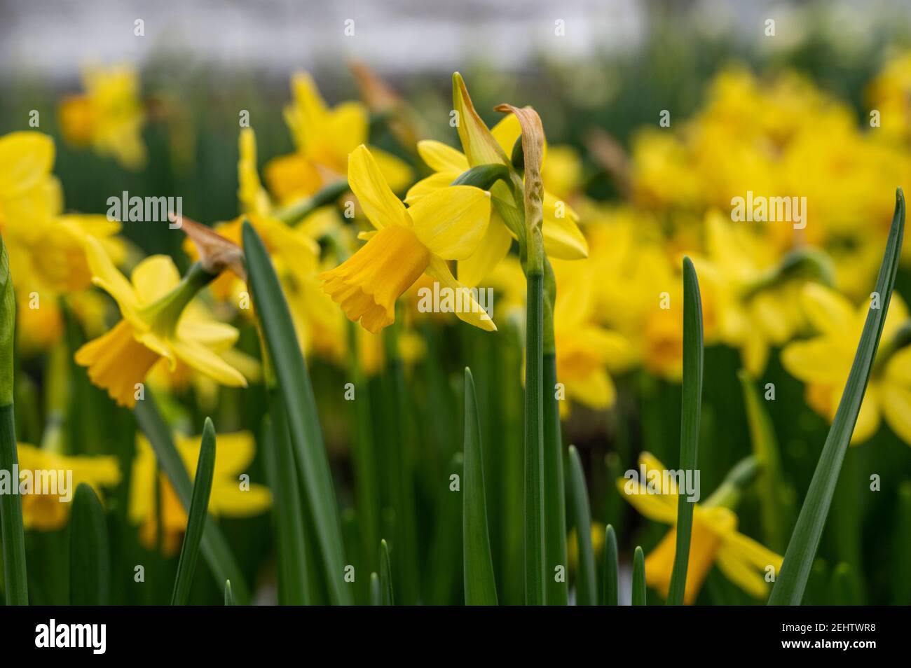 Daffodil Nursery High Resolution Stock Photography and Images - Alamy