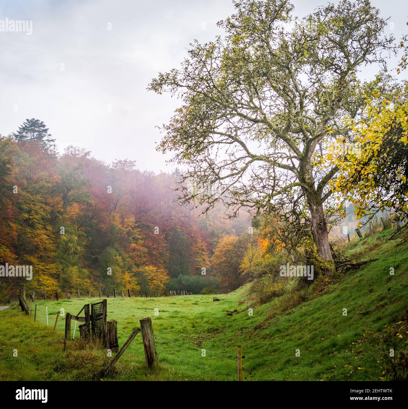 autumn landscape with a tree and fence Stock Photo - Alamy