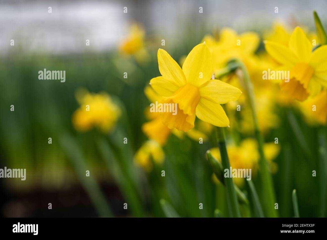 Daffodils growing at Philiphaugh gardens nursery , Selkirk. Scottish ...