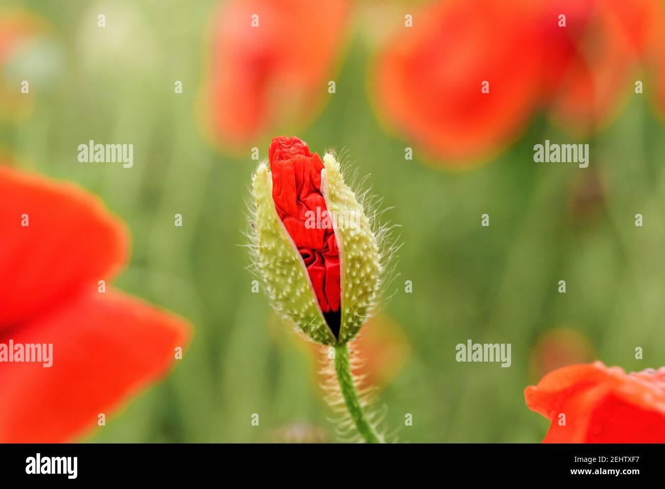 Wild red poppy flower half opened bud, closeup details, more blurred ...