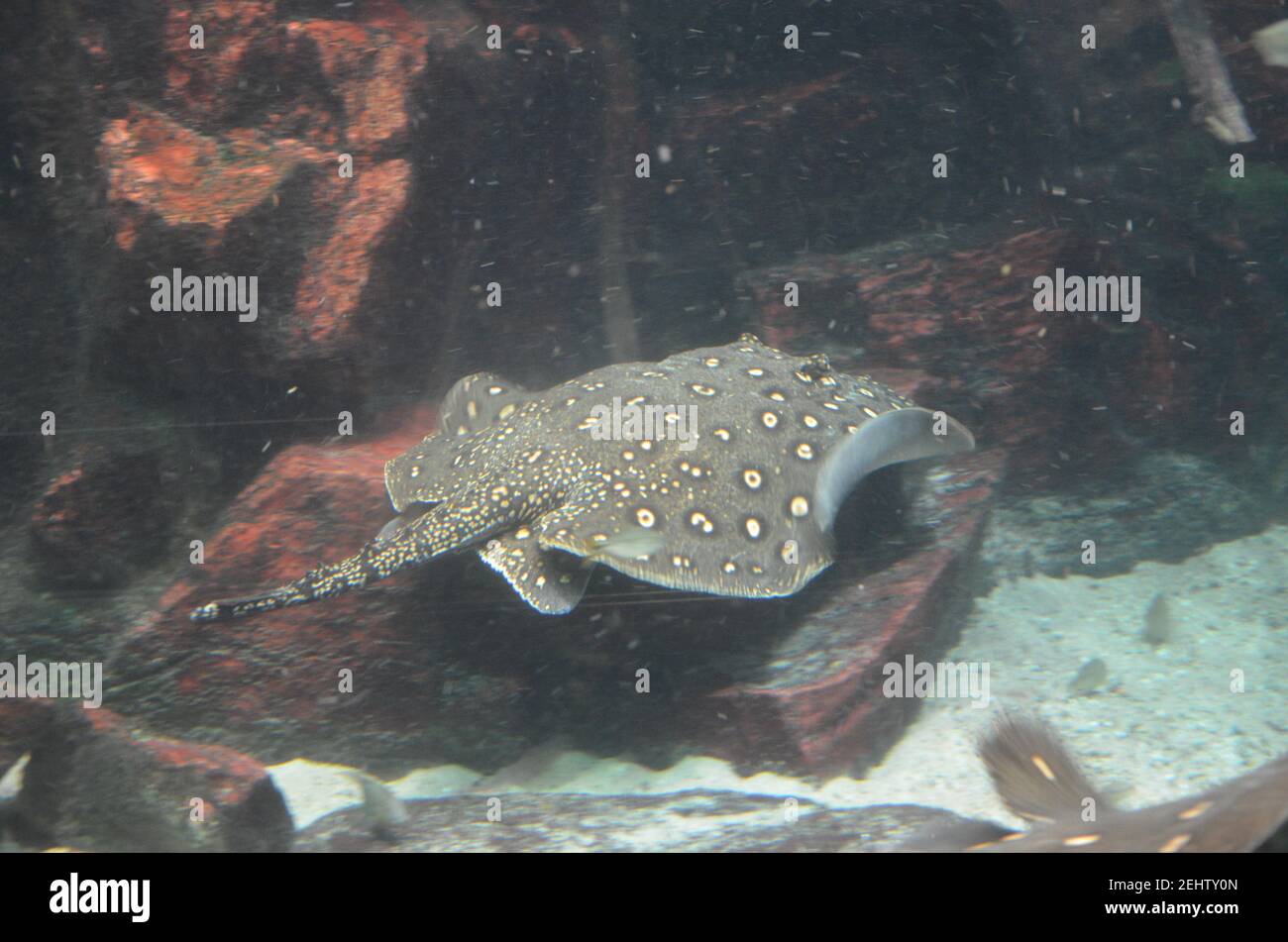 Closeup view of Bluespotted Ribbontail Ray Stock Photo - Alamy