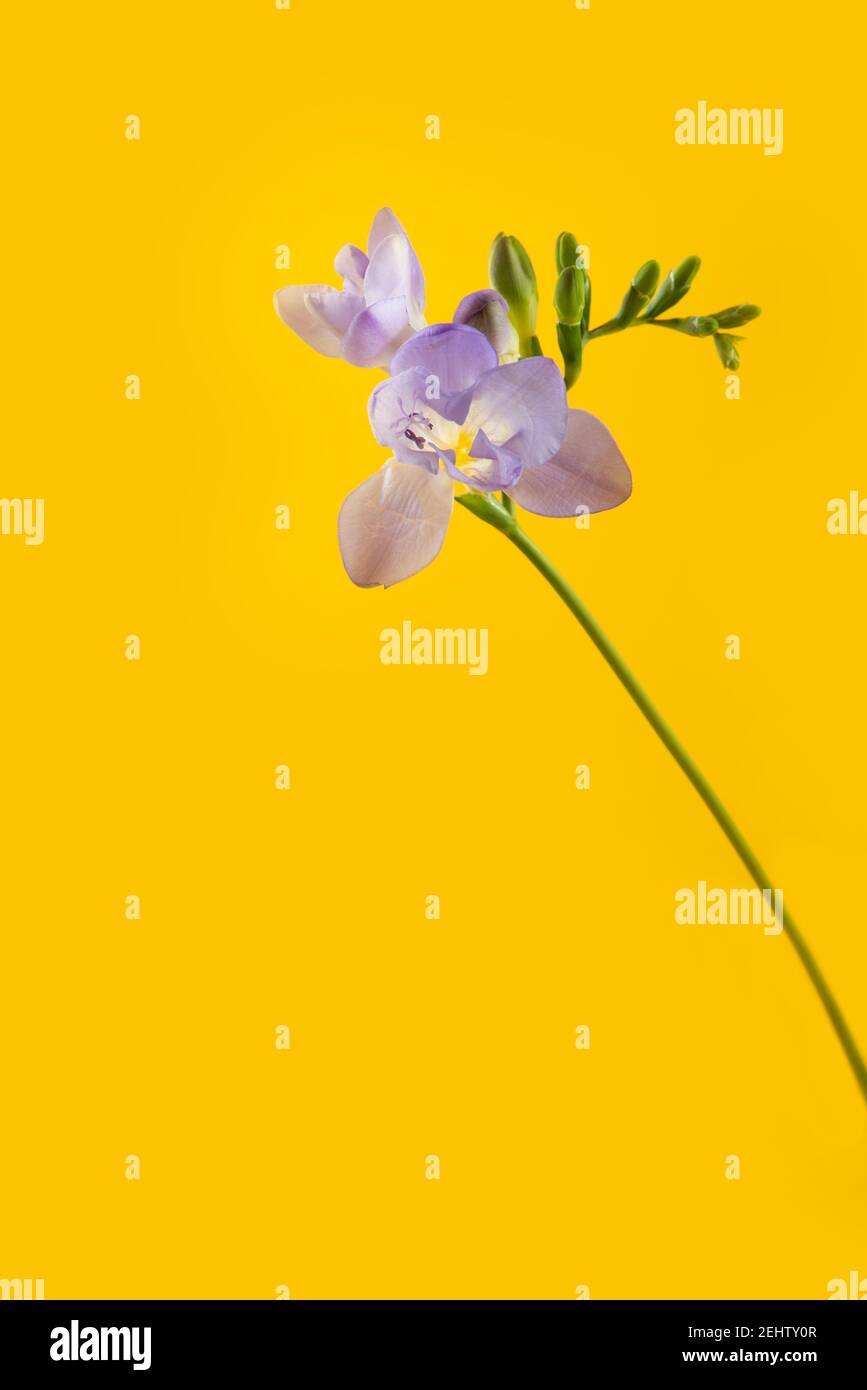 Freesia Flower High Resolution Stock Photography and Images - Alamy