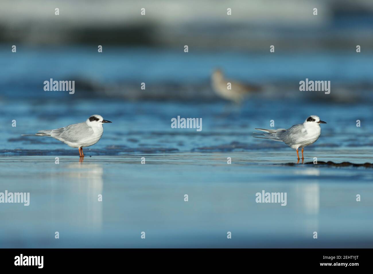 Luis forster hi-res stock photography and images - Alamy