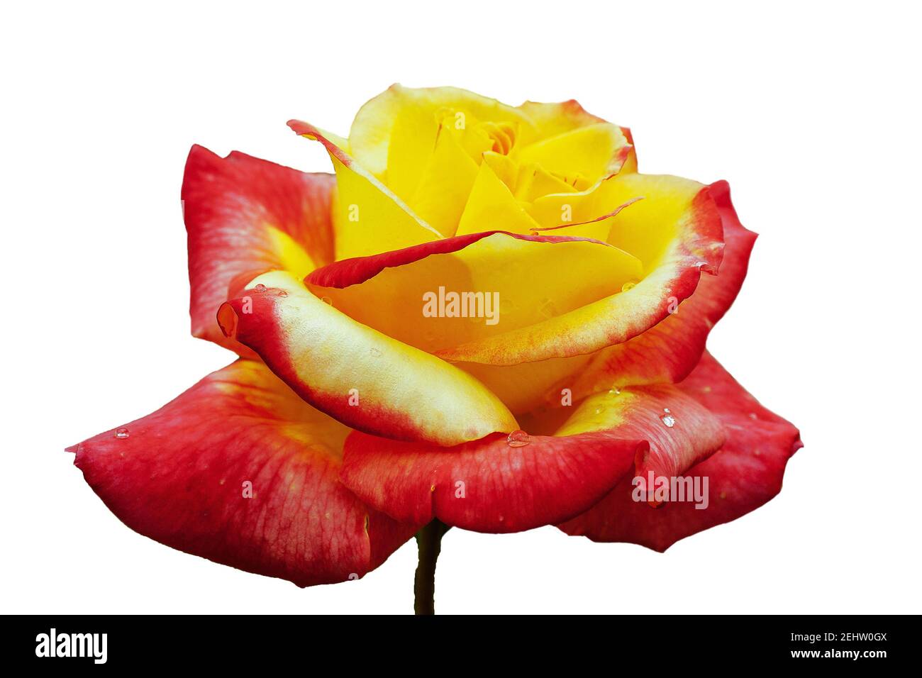 Fully uncovered, two-tone with many shades lovely rose plant flower ...