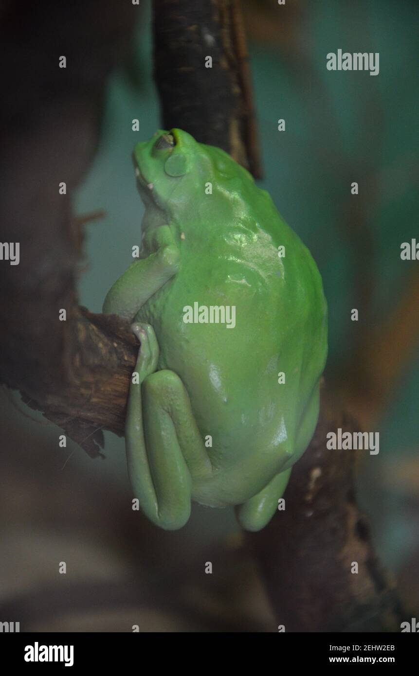 Australian green tree frog Stock Photo - Alamy