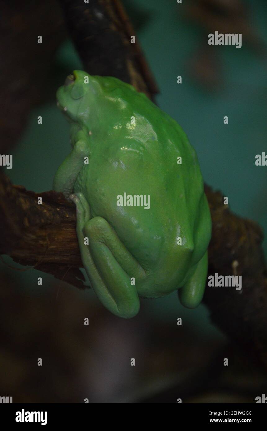 Cute green frogs australia hi-res stock photography and images - Alamy
