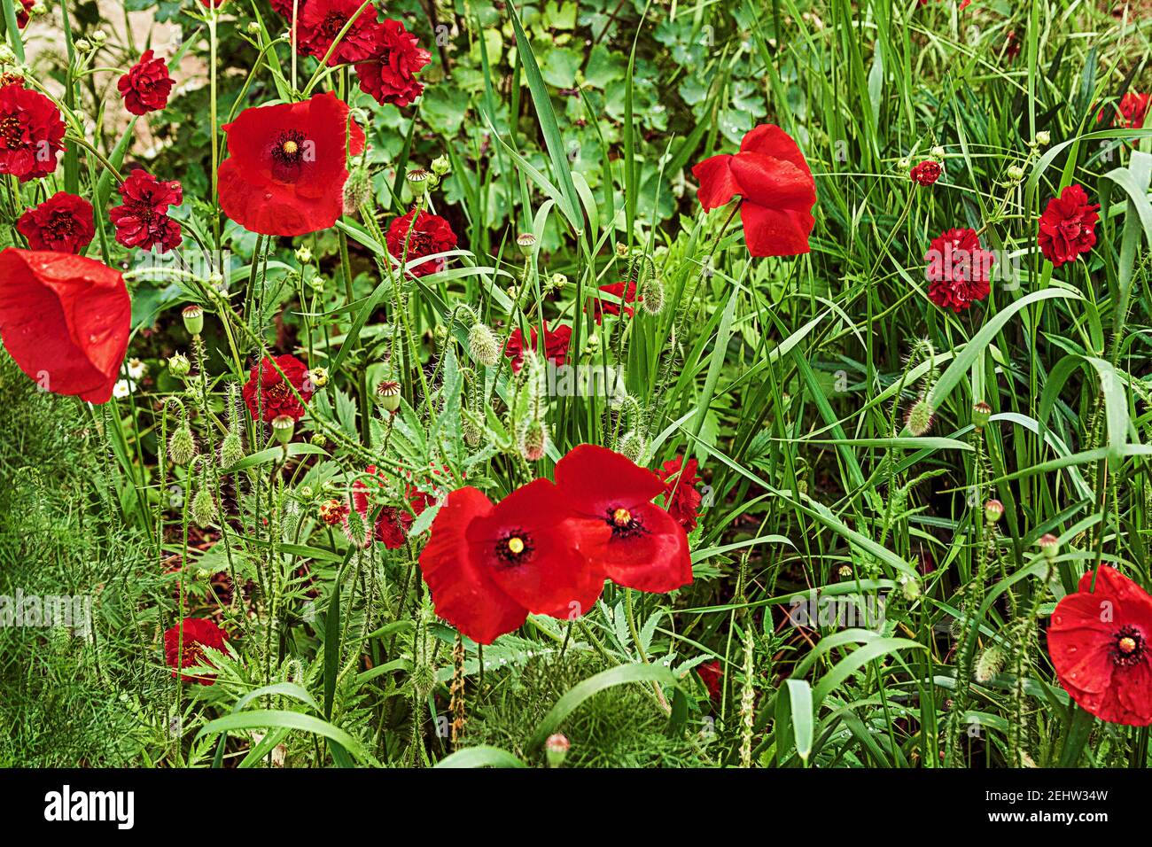 Poppies in grass hi-res stock photography and images - Alamy