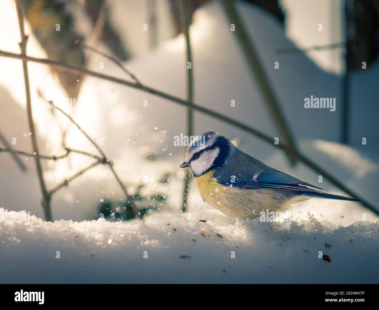 Selective focus of the small colorful Parus major bird on the snow in ...
