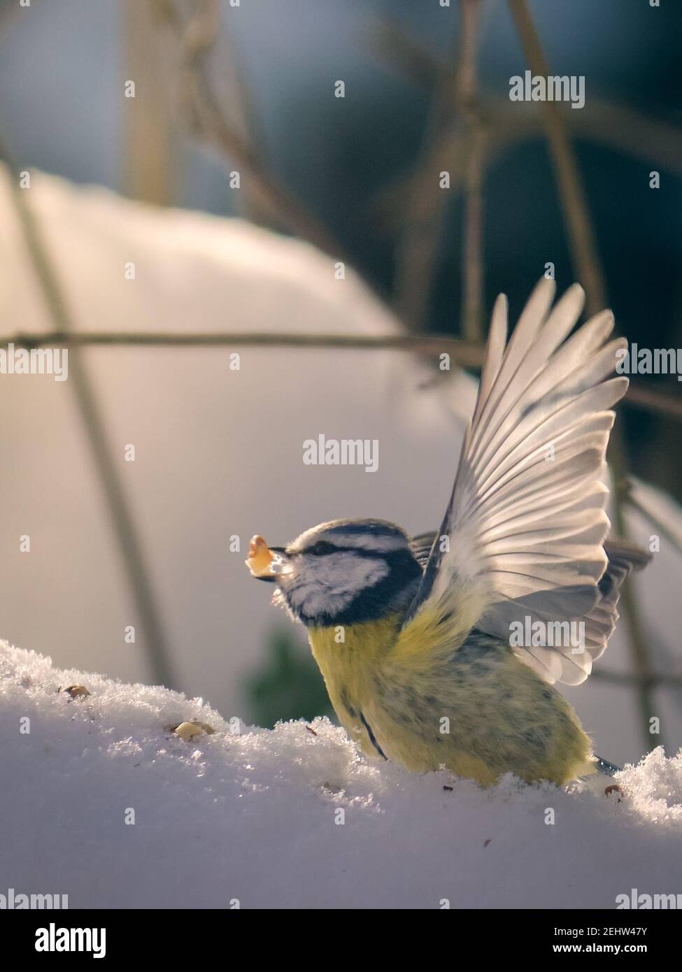 Selective focus of the small colorful Parus major bird in the snow with ...