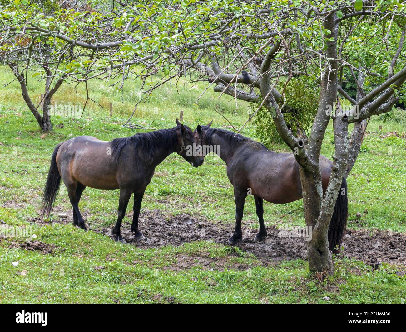 Beautiful brown domestic horses under the trees in the rural area Stock ...