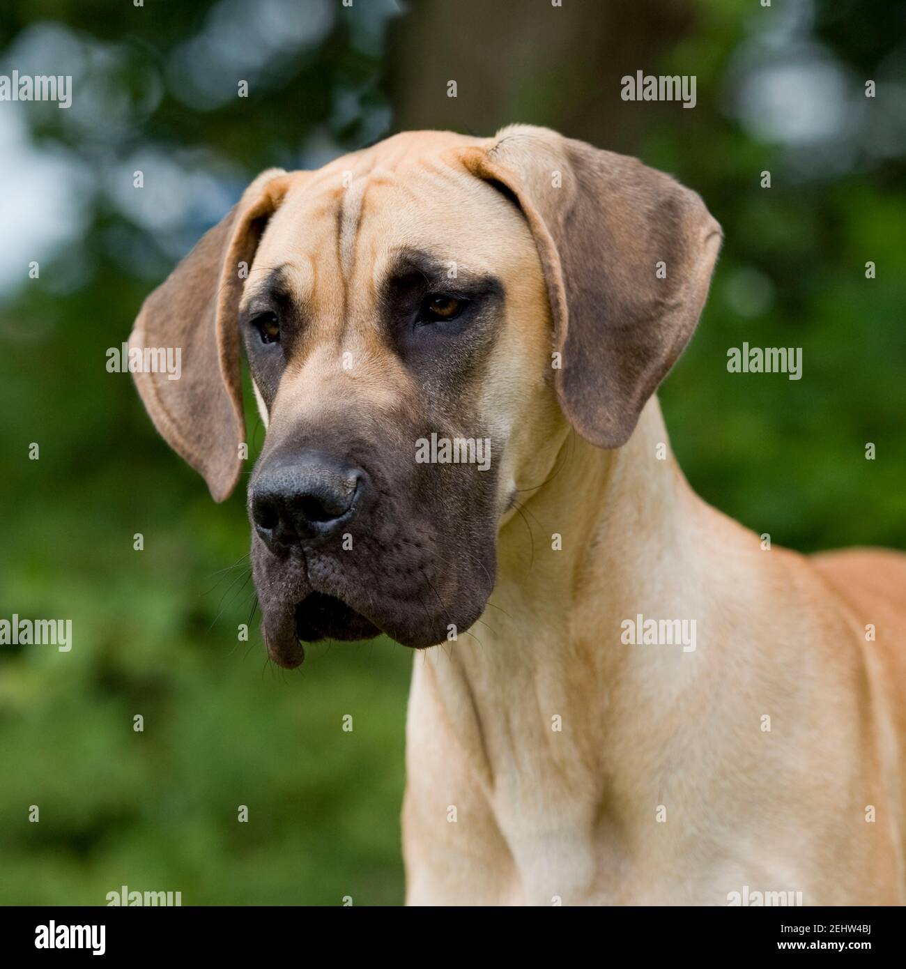 Great Dane High Resolution Stock Photography and Images - Alamy