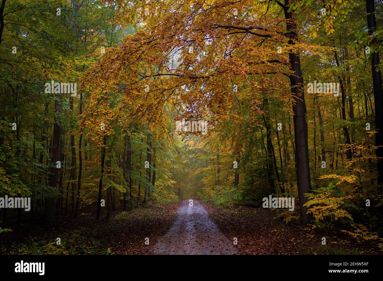 Forest walk painting hi-res stock photography and images - Alamy