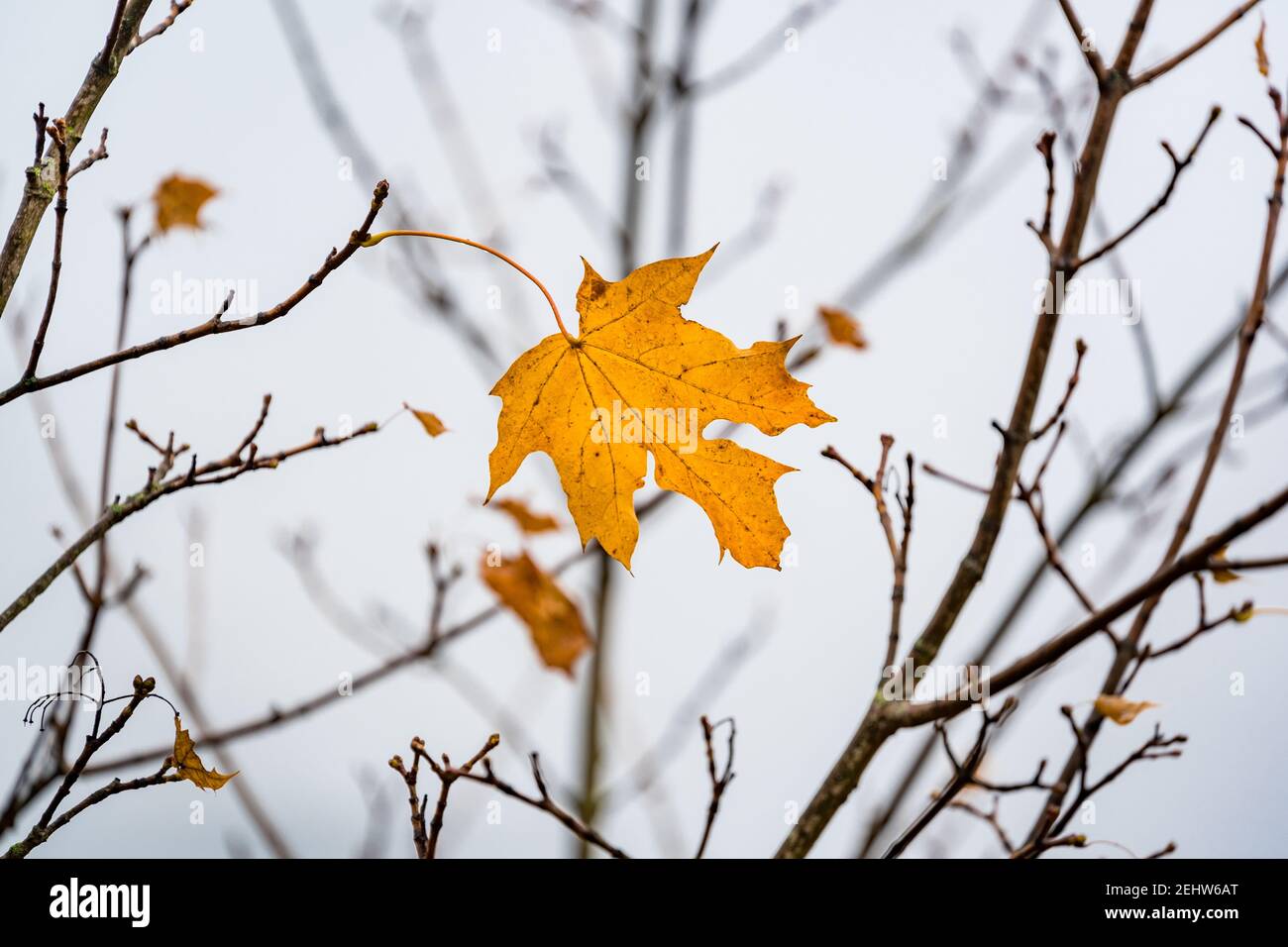 autumn leaves on a branch Stock Photo - Alamy