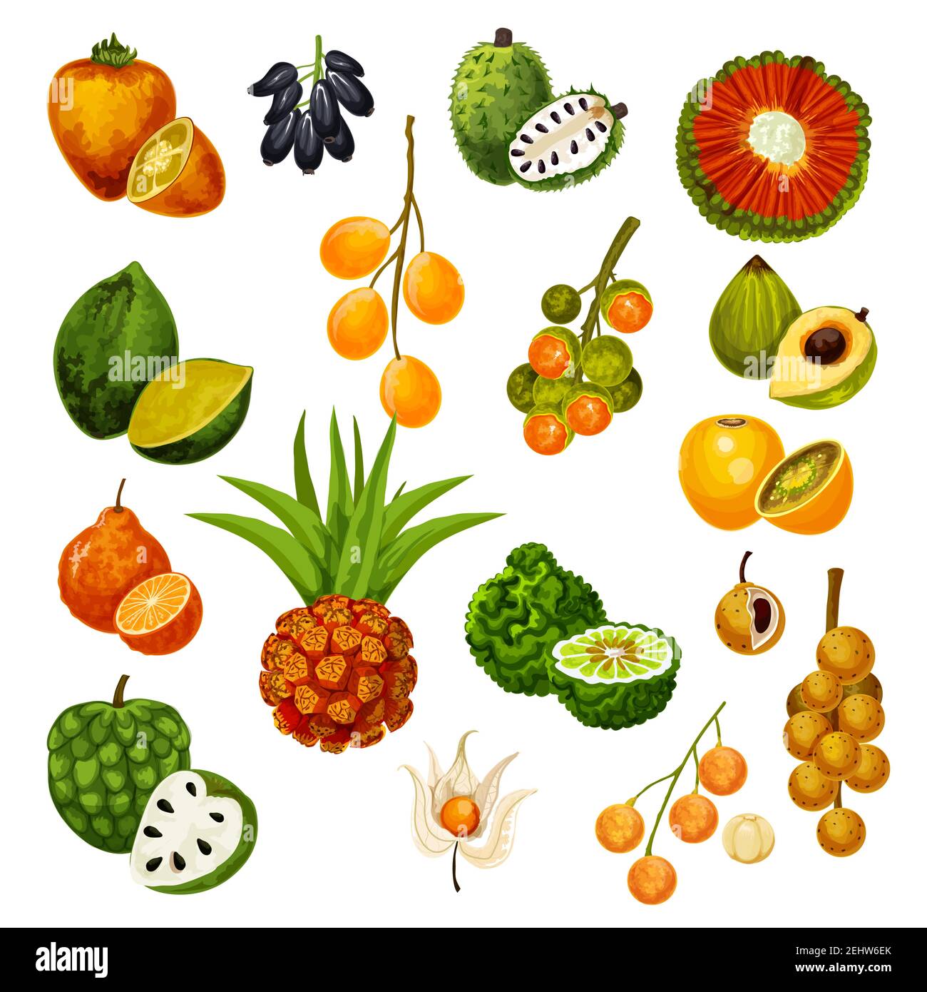 Vector exotic tropic fruits pandan or pandanus, longkong and soursop ...