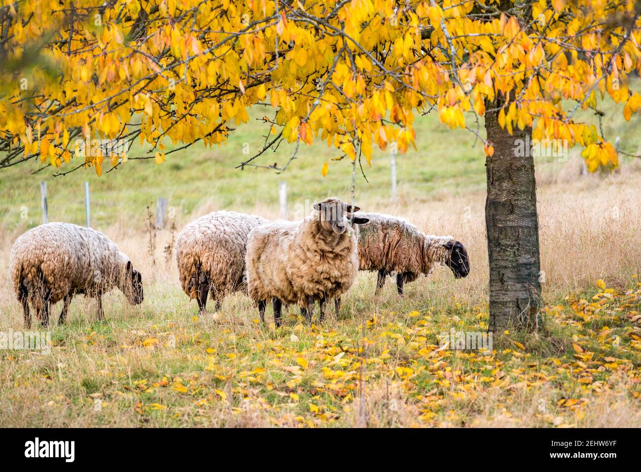 sheep under tree in autumn Stock Photo - Alamy