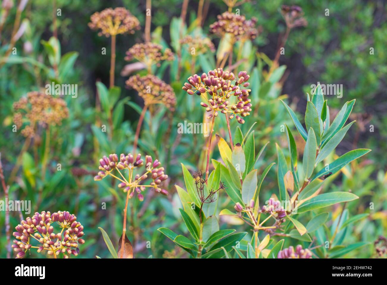 A close up of a flower garden Stock Photo - Alamy