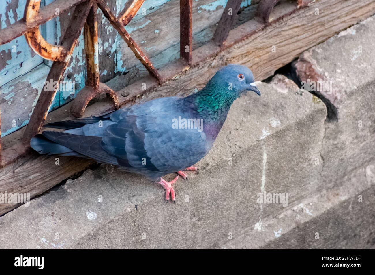 Old pigeon house hi-res stock photography and images - Alamy