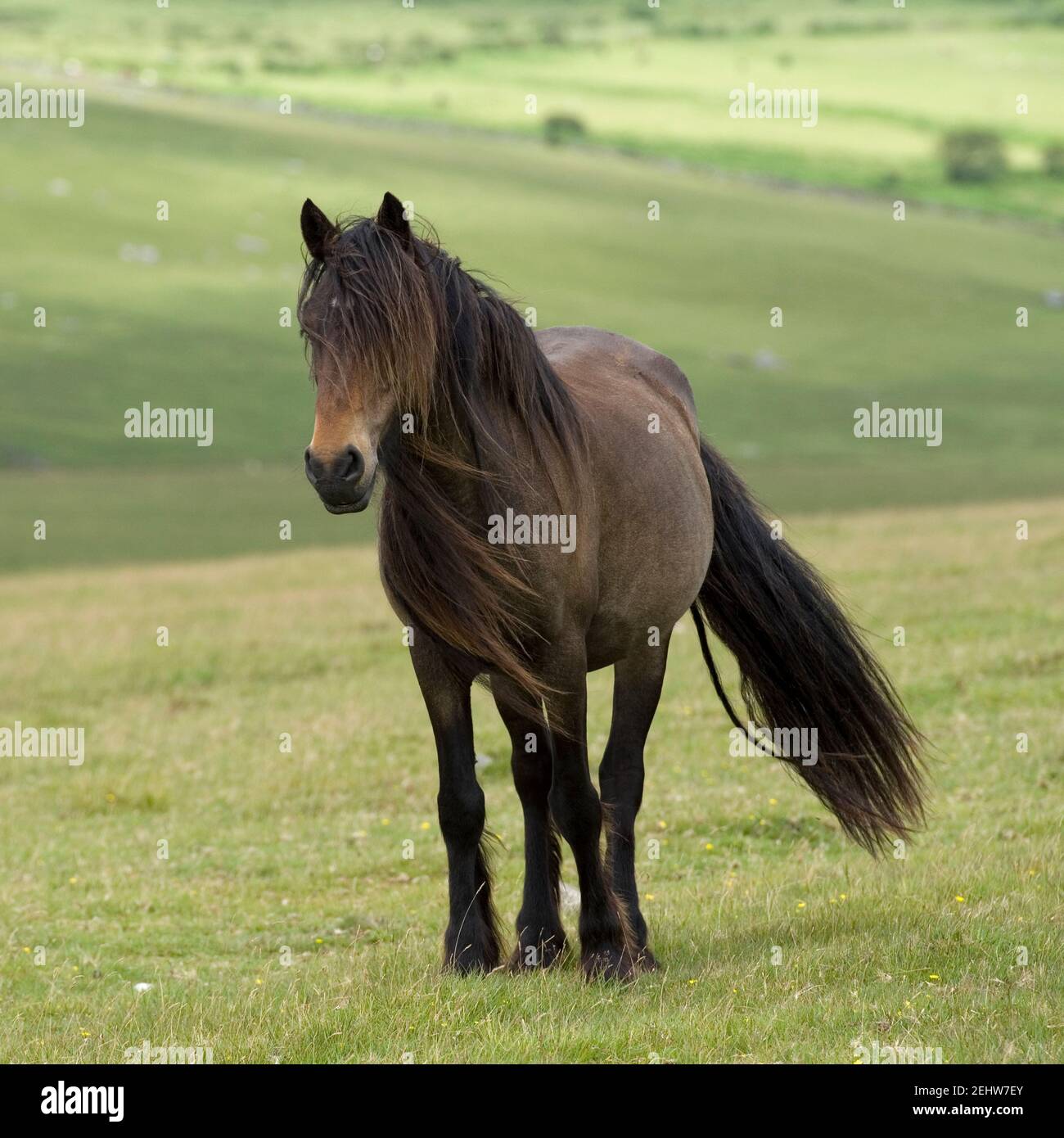 Horse front view hi-res stock photography and images - Alamy
