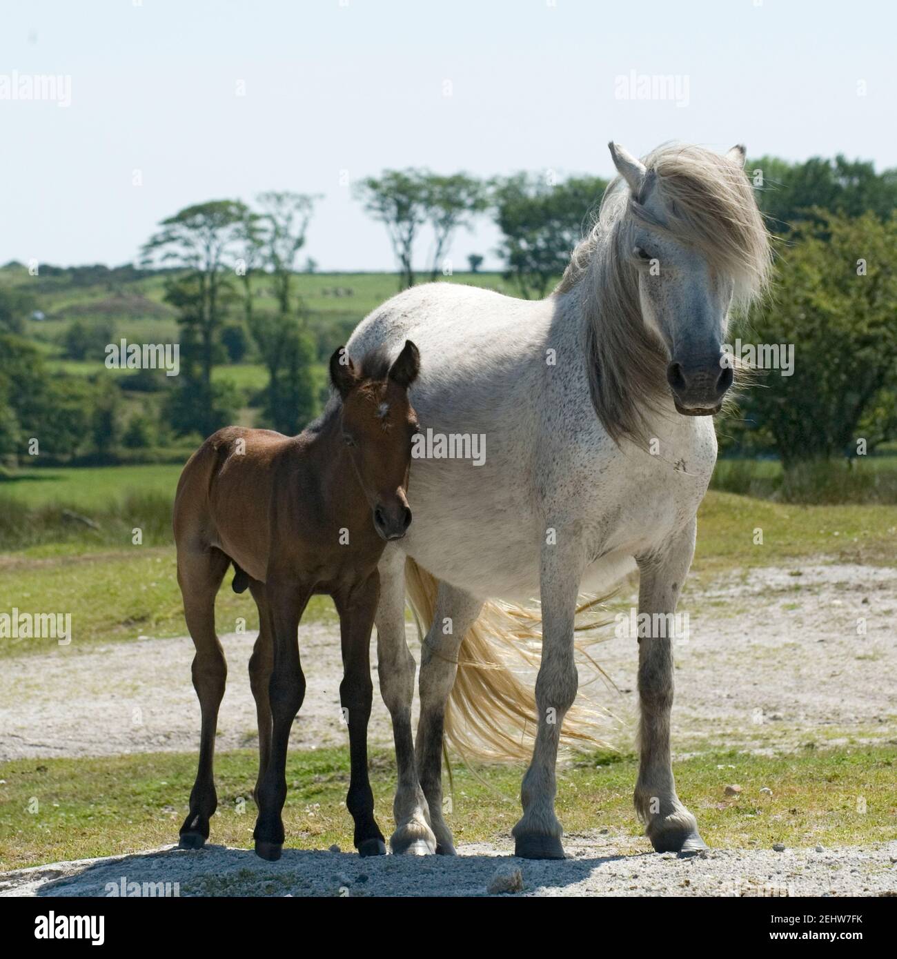 Equestrian pony hi-res stock photography and images - Alamy