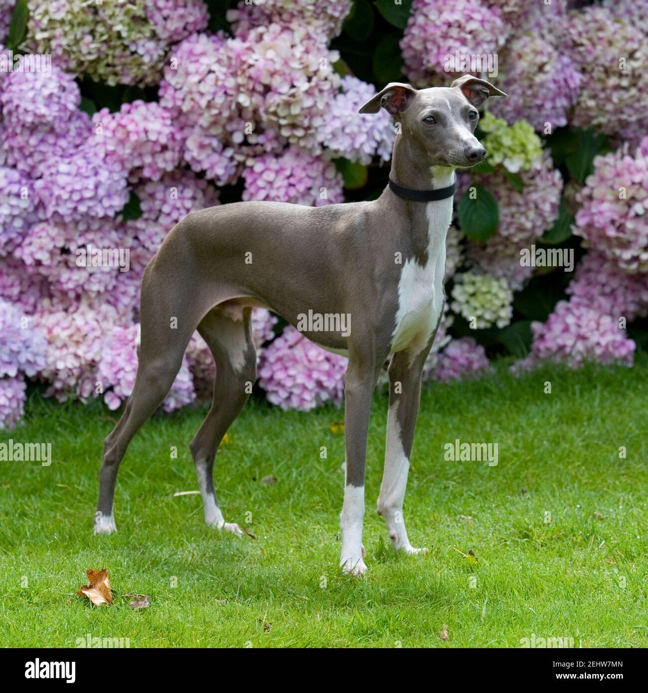 Italian greyhound hi-res stock photography and images - Alamy