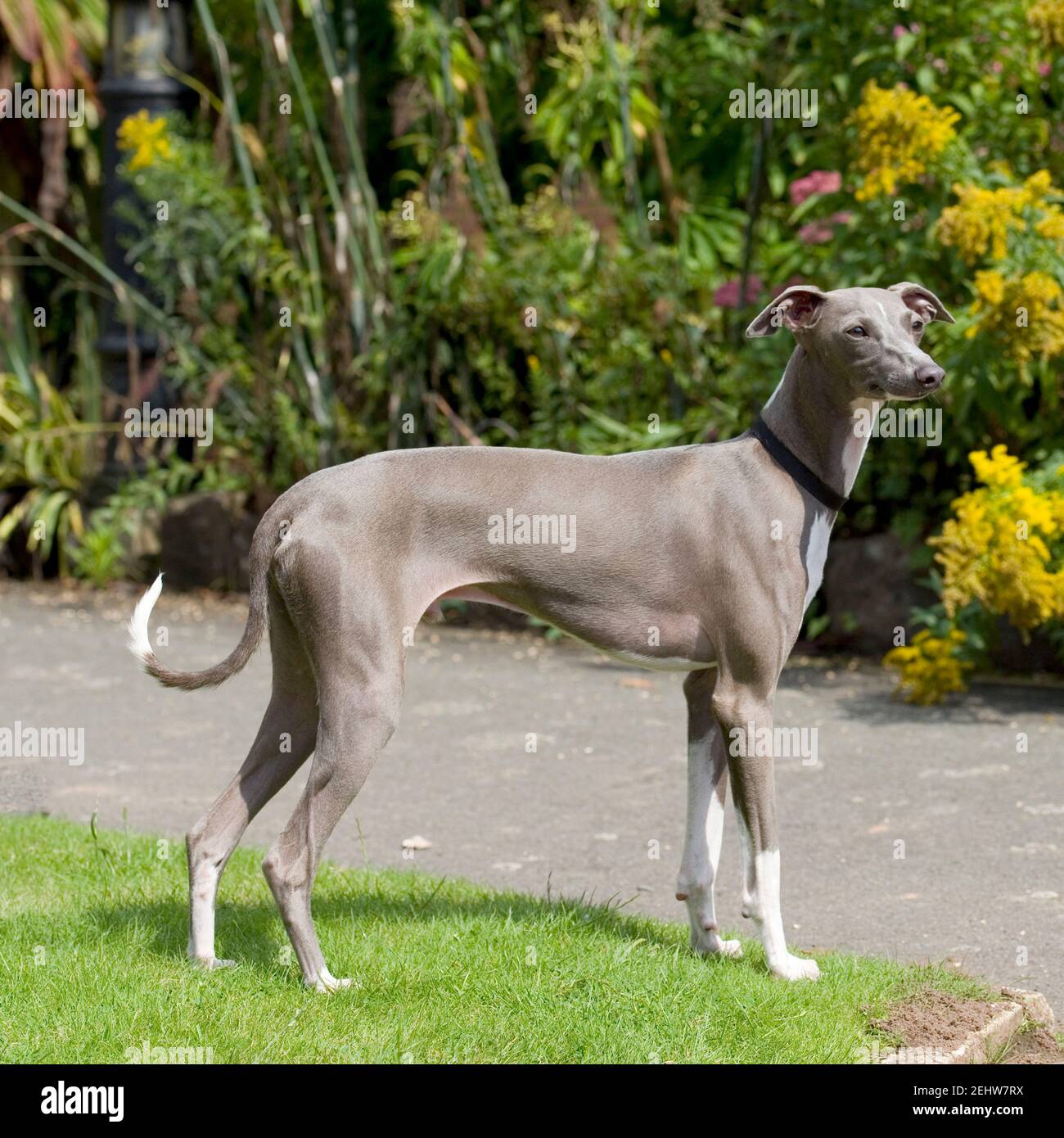 Italian Greyhound Full Grown