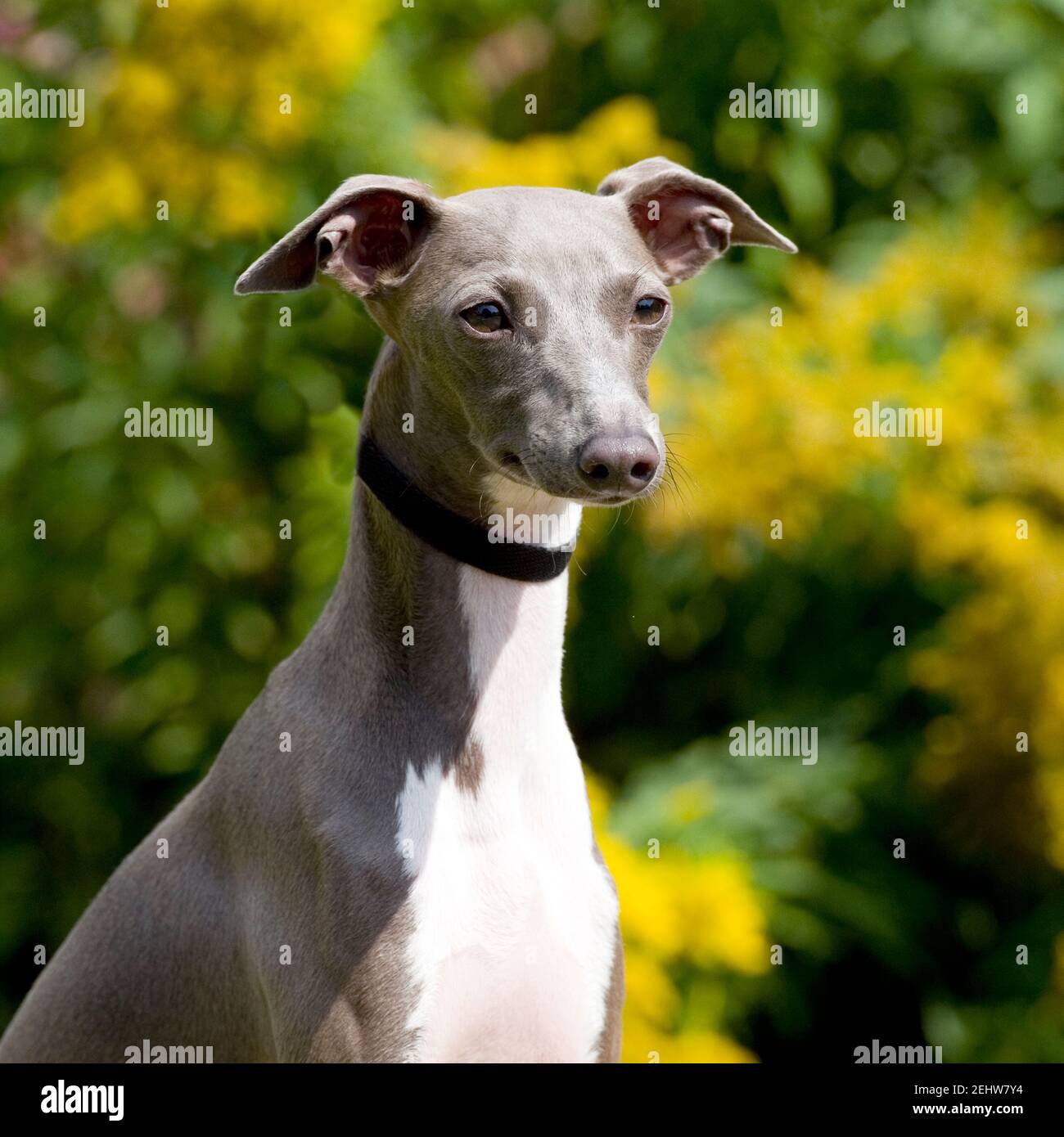 Portrait dog head profile greyhound hi-res stock photography and images ...