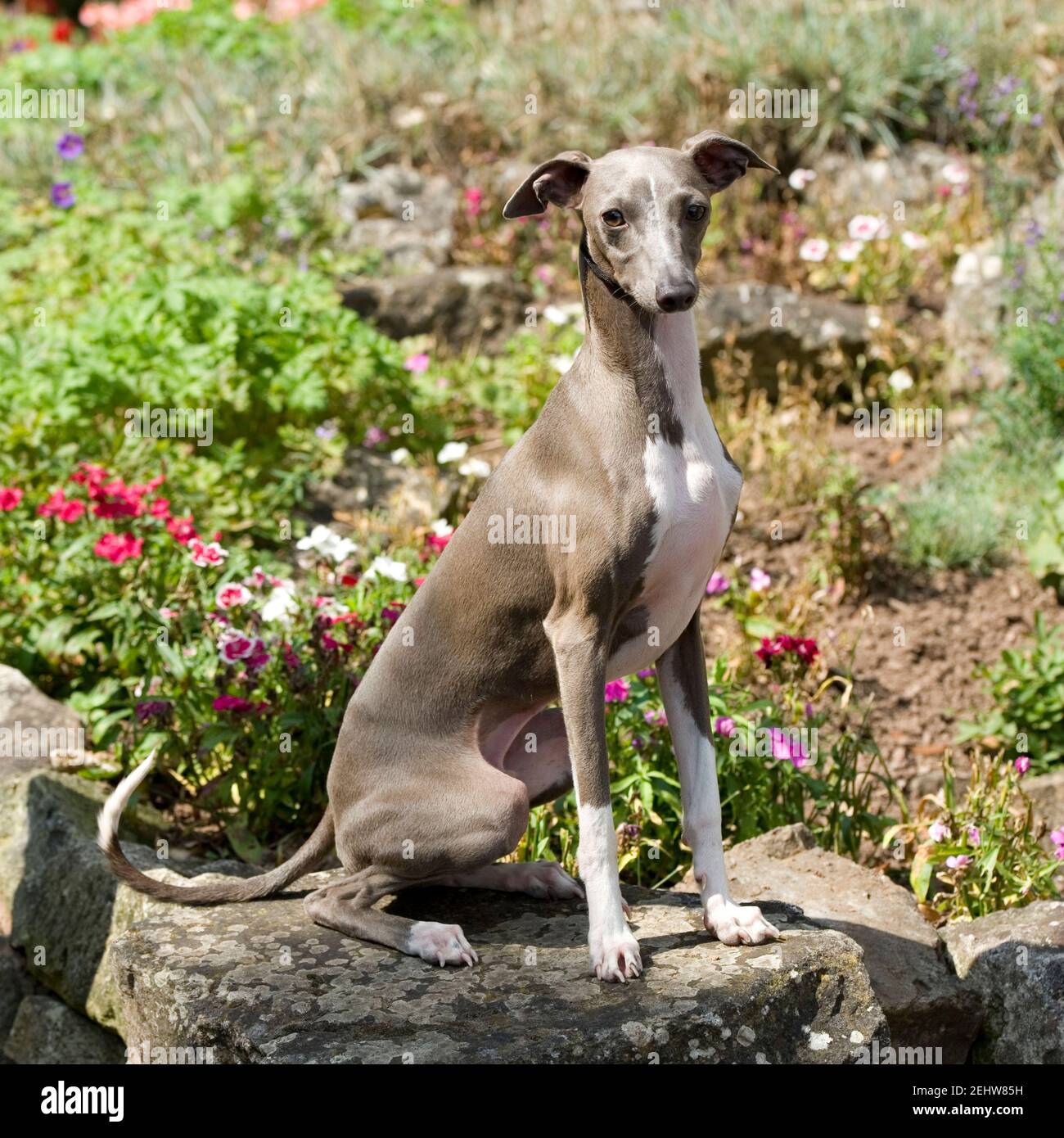 italian greyhound dog Stock Photo - Alamy
