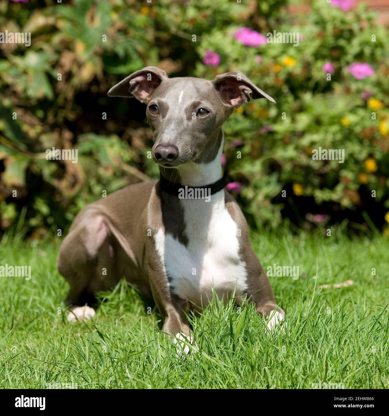 italian greyhound dog Stock Photo - Alamy