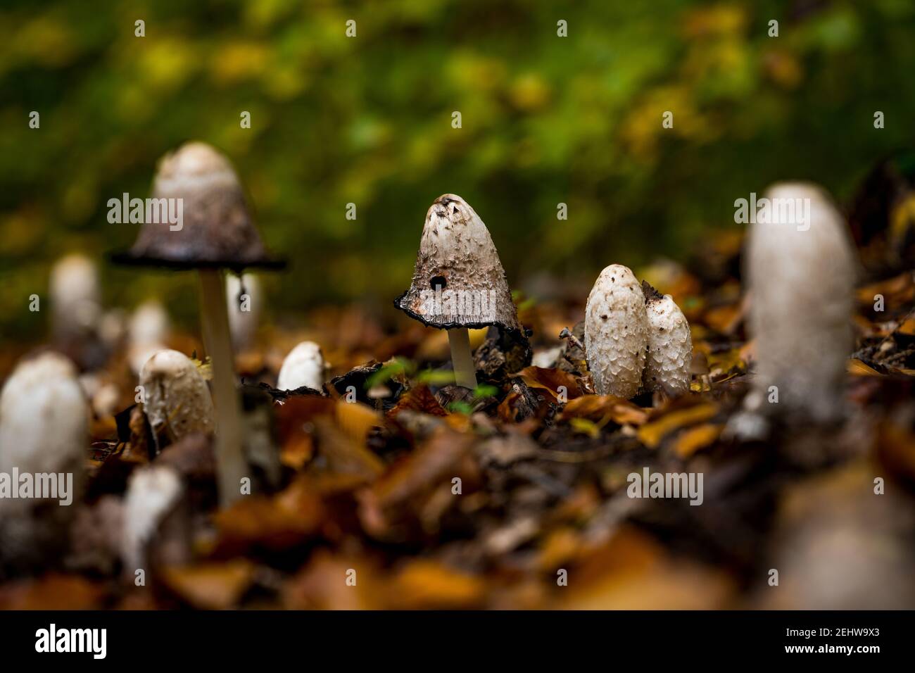 Basidiomycetous fungi hi-res stock photography and images - Alamy