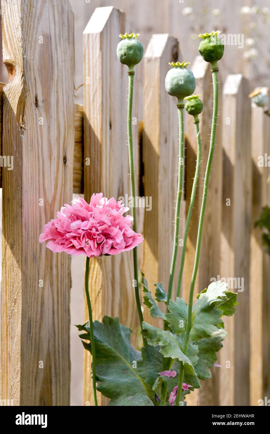 Triple poppy hi-res stock photography and images - Alamy