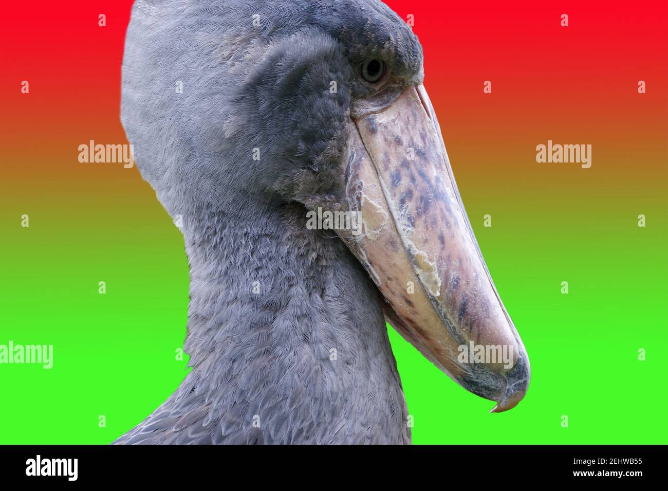 African Shoebill