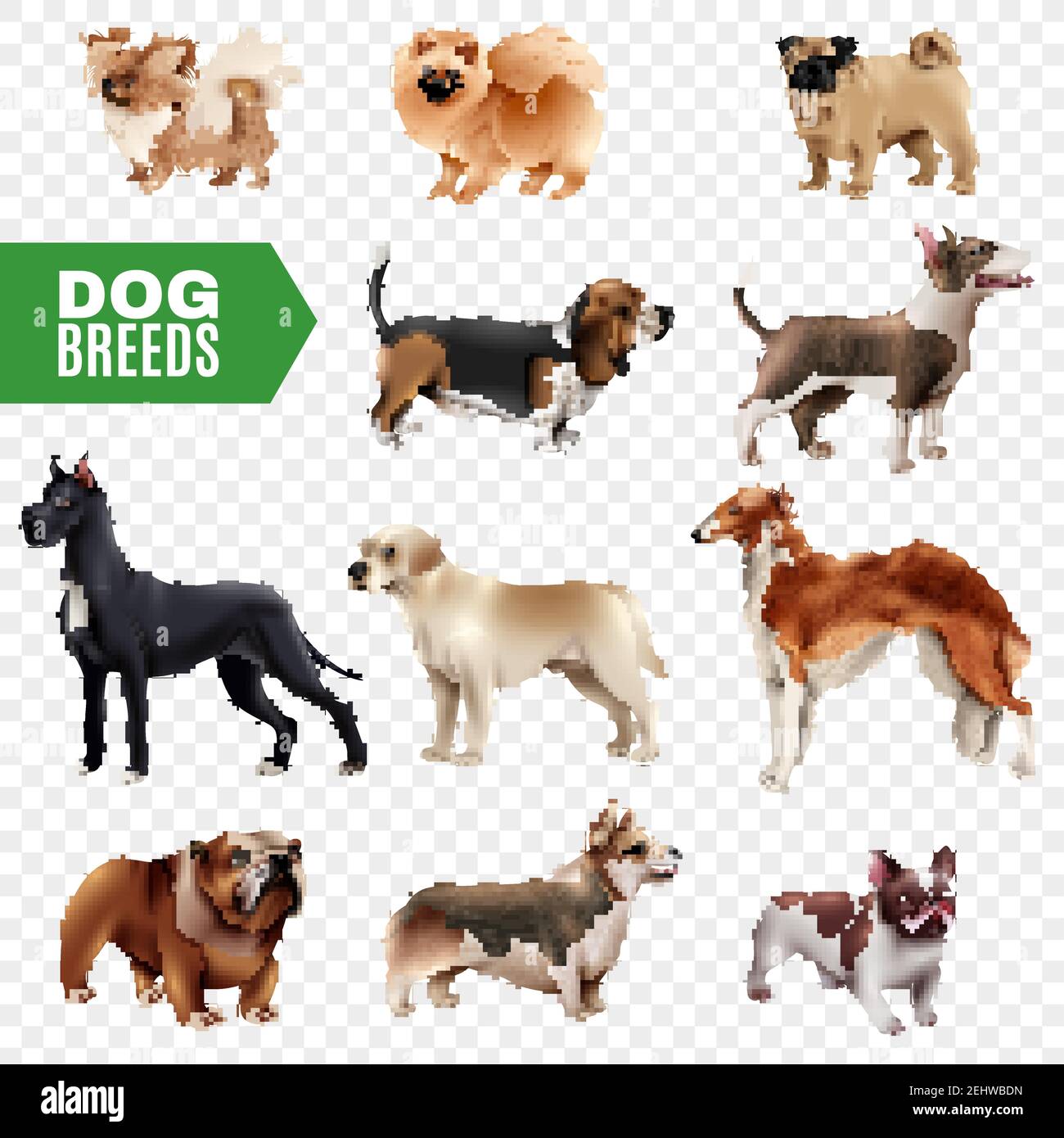 Colored and isolated dog breeds icon set cute and realistic on ...