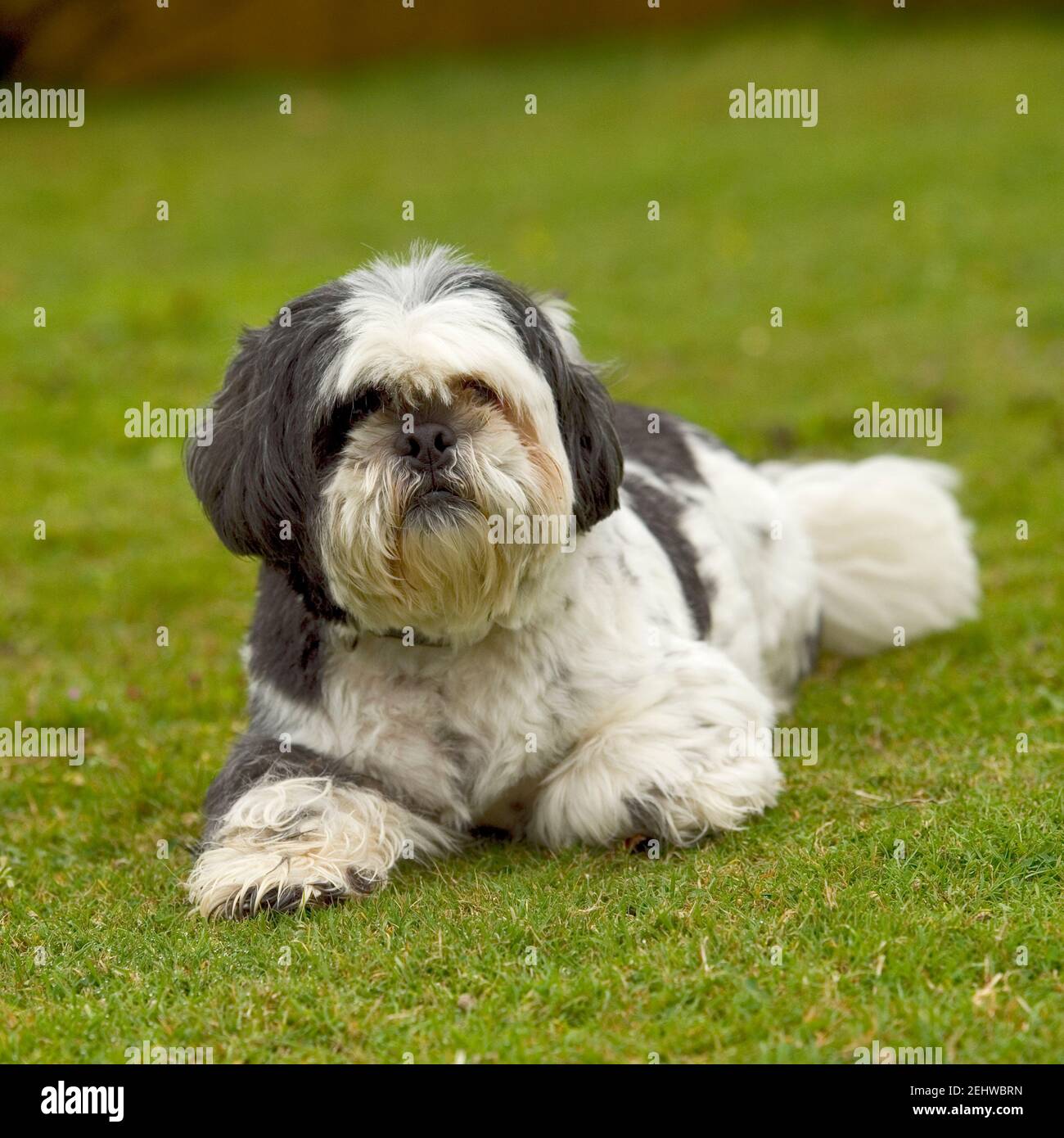 lhasa apso lying down Stock Photo - Alamy