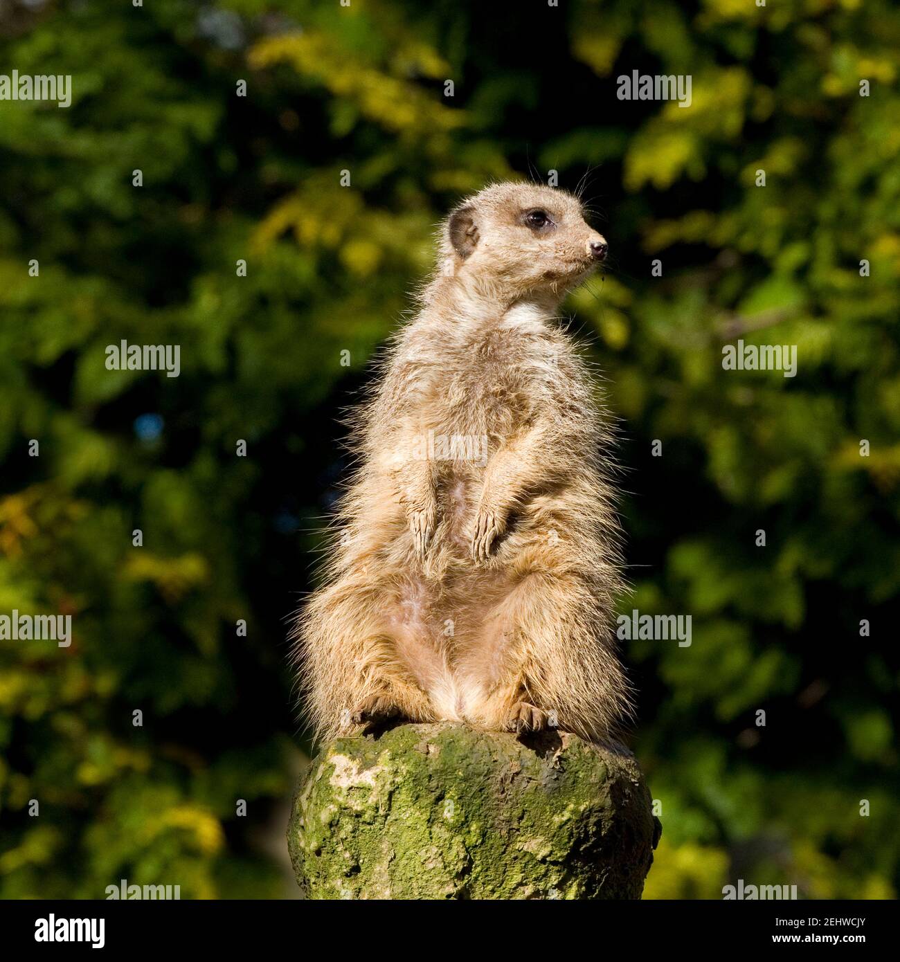 Female meerkats hi-res stock photography and images - Alamy