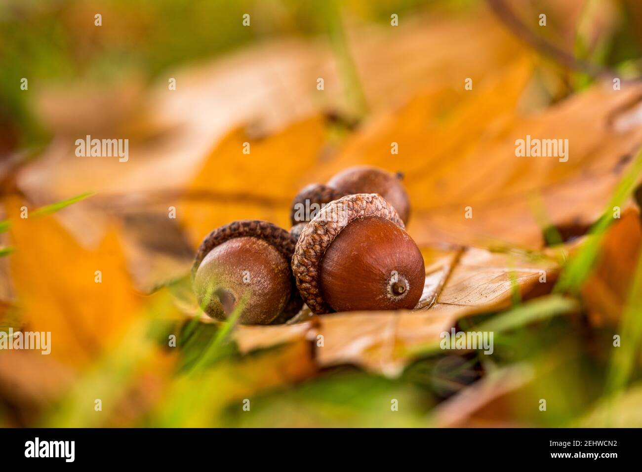 Callus tree hi-res stock photography and images - Alamy