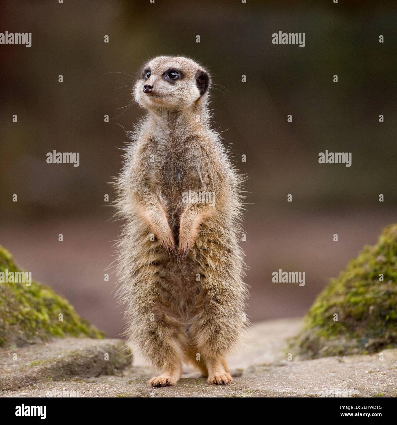 Meerkat side view hi-res stock photography and images - Alamy