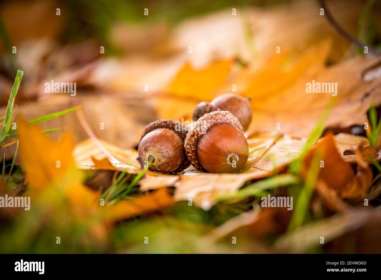 Callus tree hi-res stock photography and images - Alamy
