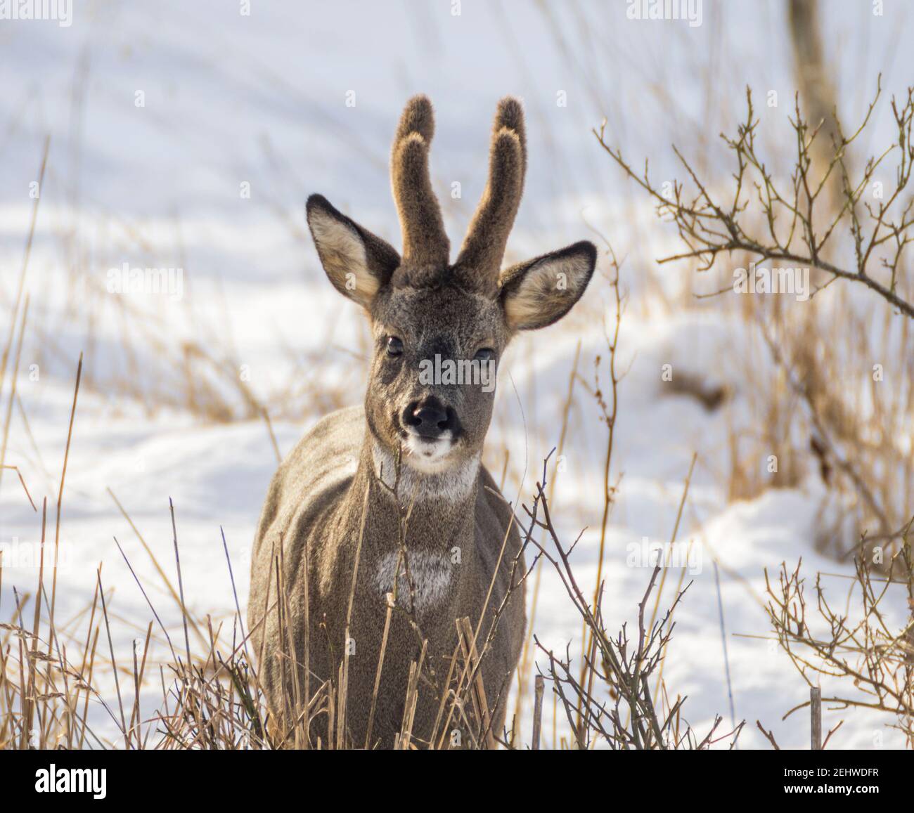 Adult male (buck) roe deer (Capreolus capreolus) with velvet on his ...