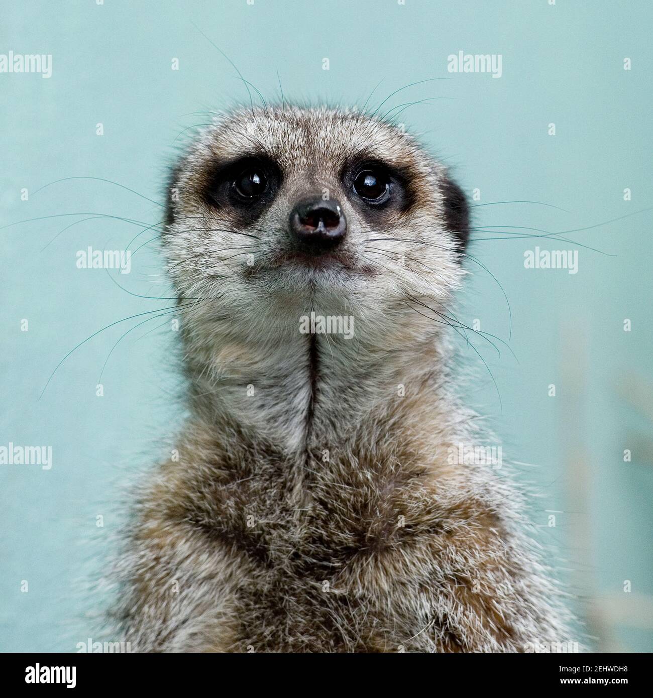 Female meerkats hi-res stock photography and images - Alamy