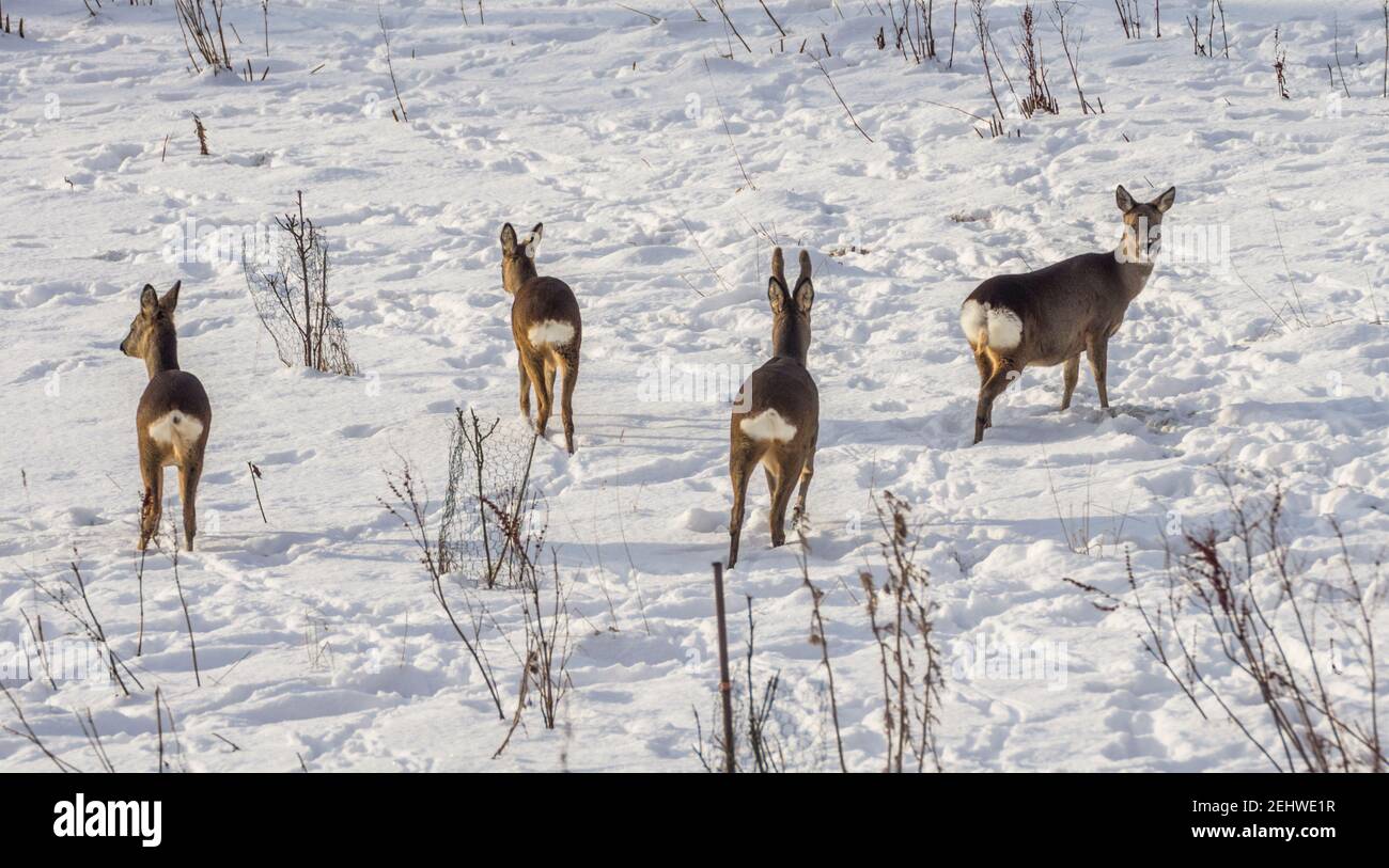 Four Roe Deer Capreolus Capreolus Adult Male Buck And Female
