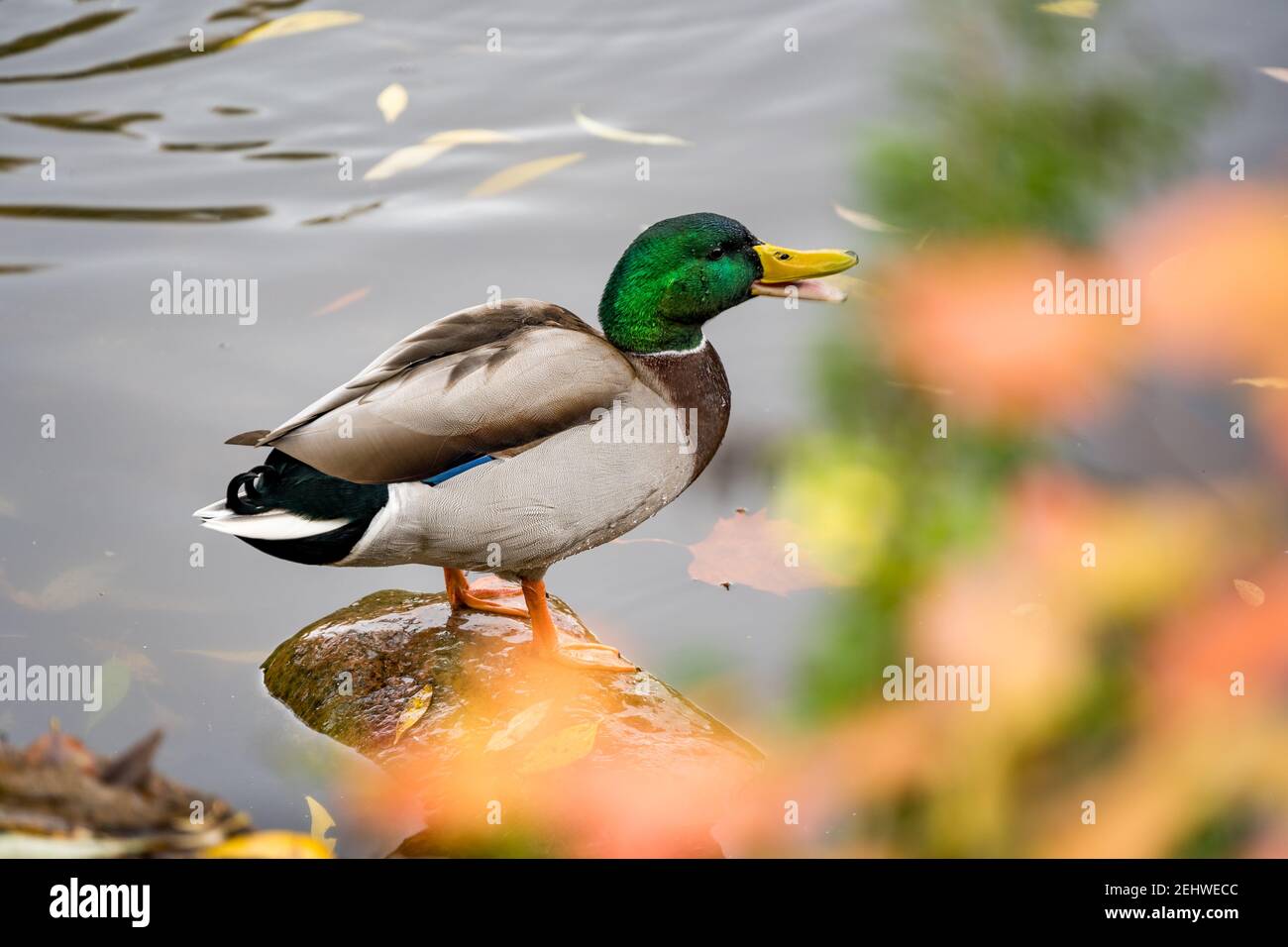 duck at the pond shouting Stock Photo - Alamy